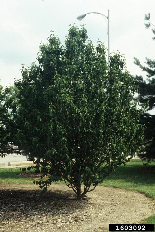 Cornelian cherry dogwood (Cornus mas L.)