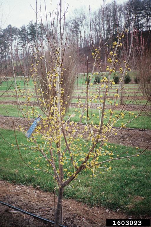Cornelian cherry dogwood (Cornus mas L.)
