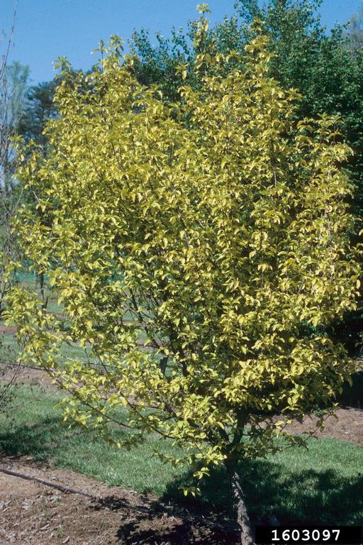 Cornelian cherry dogwood (Cornus mas L.)