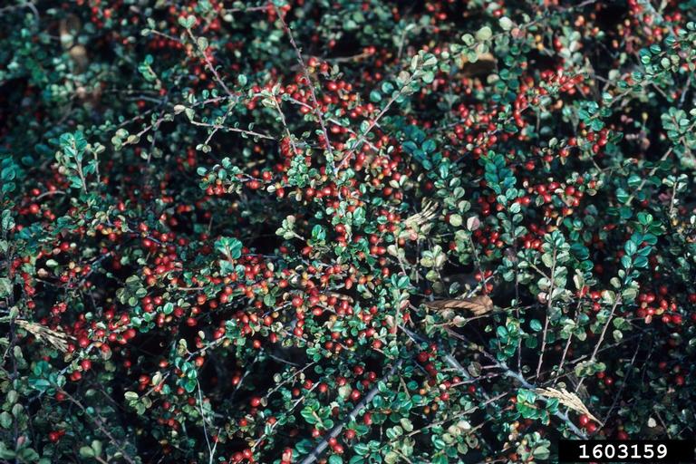 cotoneaster (Genus Cotoneaster Medik.)