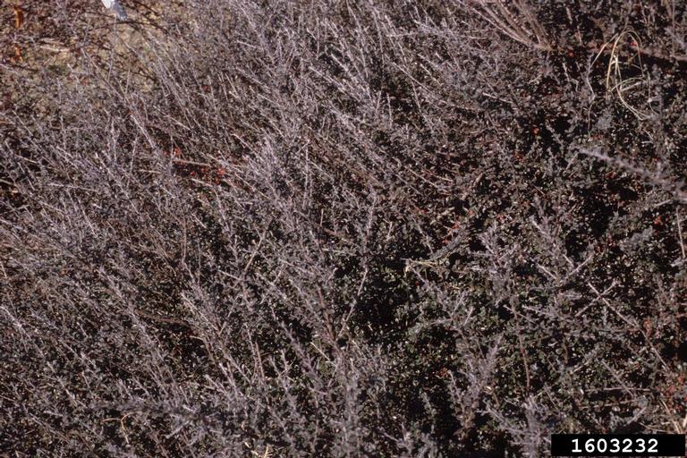 glaucous cotoneaster (Cotoneaster glaucophyllus Franch.)