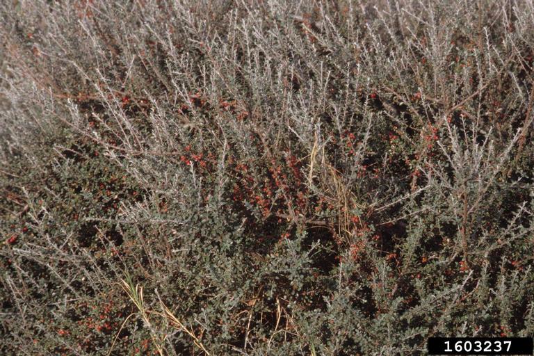 glaucous cotoneaster (Cotoneaster glaucophyllus Franch.)