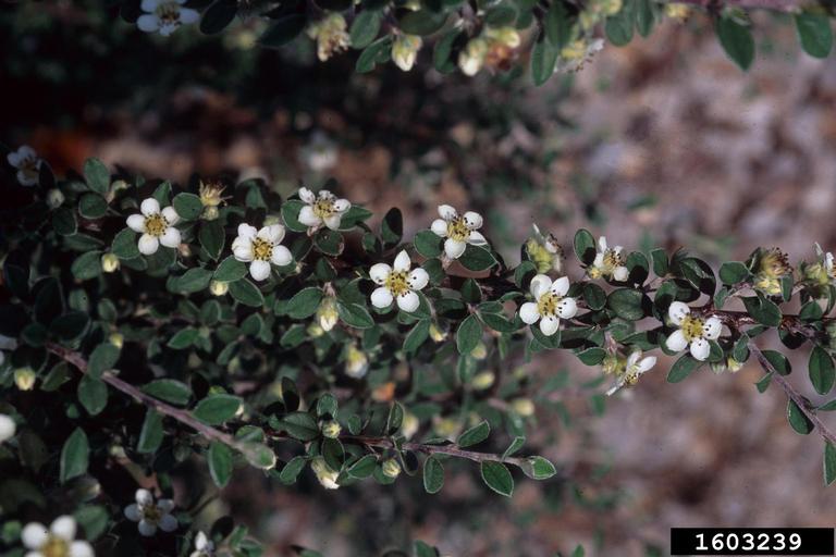 glaucous cotoneaster (Cotoneaster glaucophyllus Franch.)