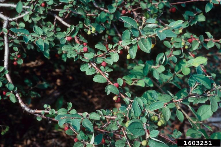 cotoneaster (Cotoneaster integerrimus Medik.)