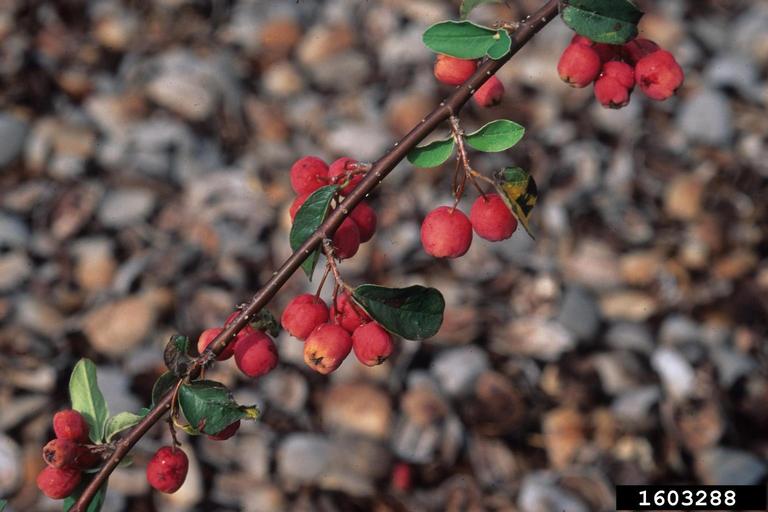 cotoneaster (Cotoneaster multiflorus Bunge)