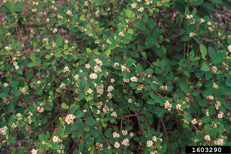 cotoneaster (Cotoneaster multiflorus Bunge)