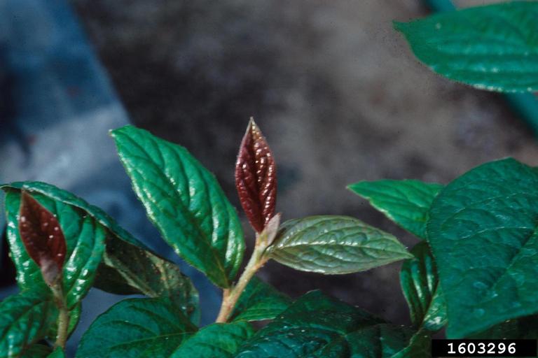 cotoneaster (Cotoneaster bullatus var. macrophyllus)
