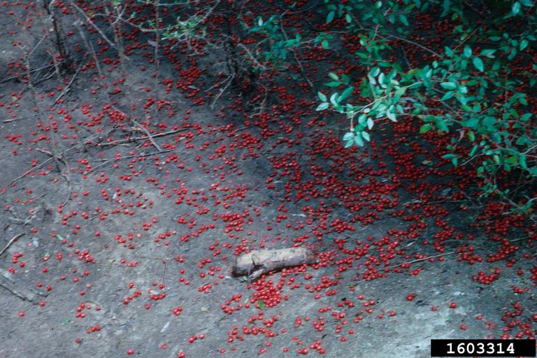 may hawthorn (Crataegus aestivalis (Walter) Torr. & A. Gray)