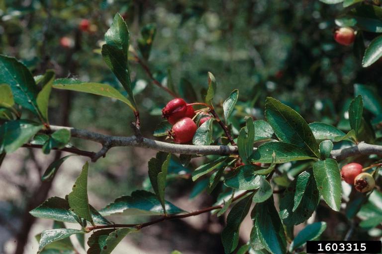may hawthorn (Crataegus aestivalis)