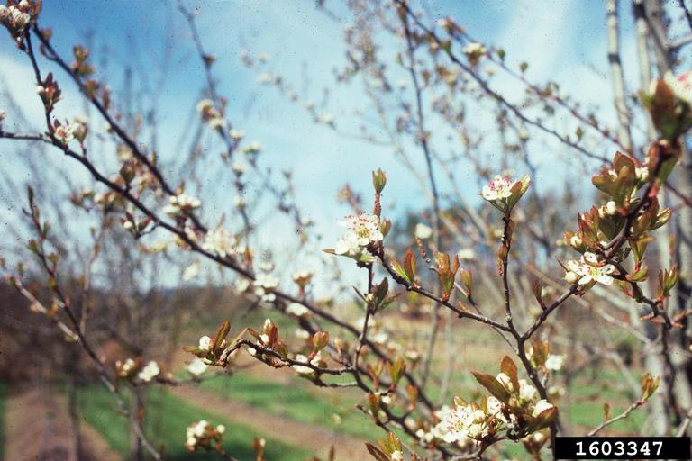 may hawthorn (Crataegus aestivalis (Walter) Torr. & A. Gray)