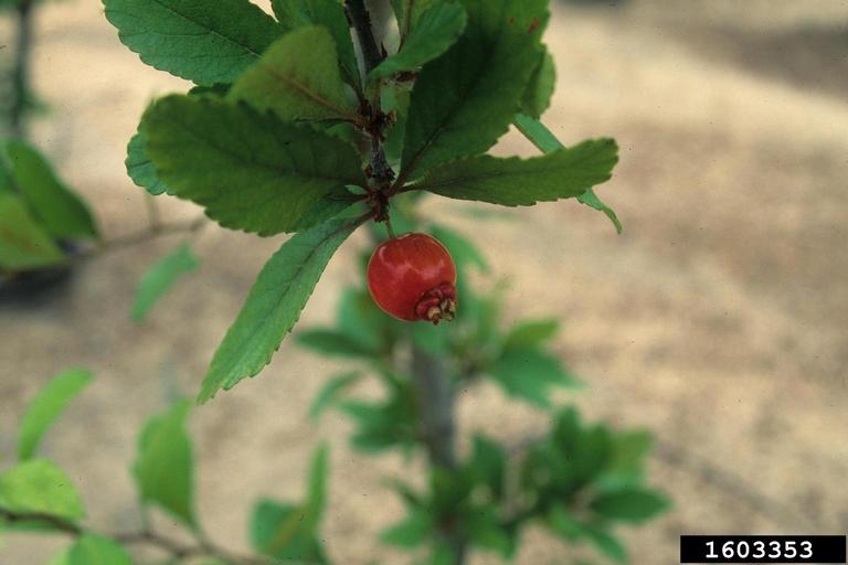 riverflat hawthorn (Crataegus opaca)