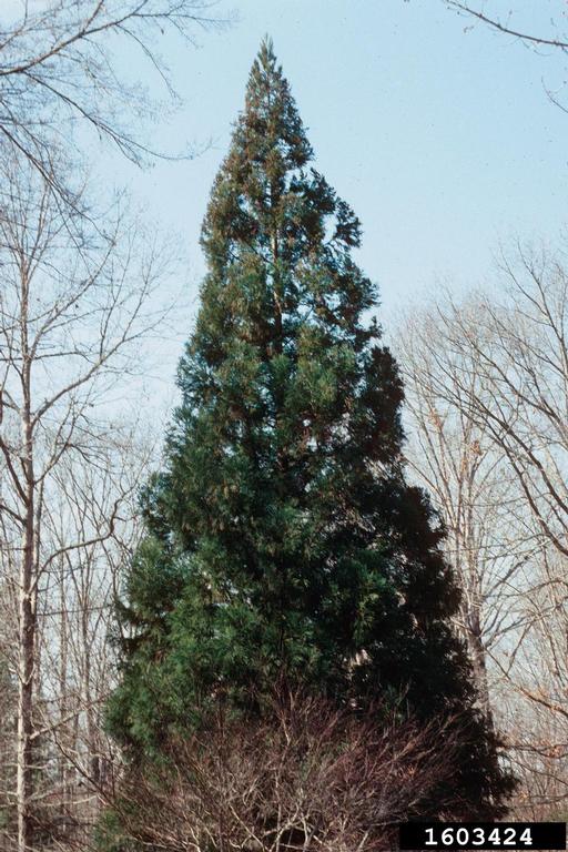 Japanese cedar (Cryptomeria japonica (L. f.) D. Don)