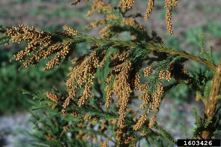 Japanese cedar (Cryptomeria japonica)