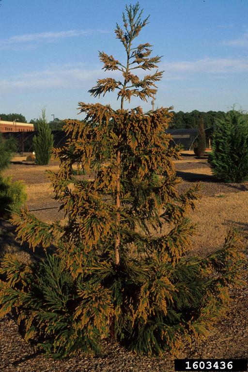 Japanese cedar (Cryptomeria japonica (L. f.) D. Don)