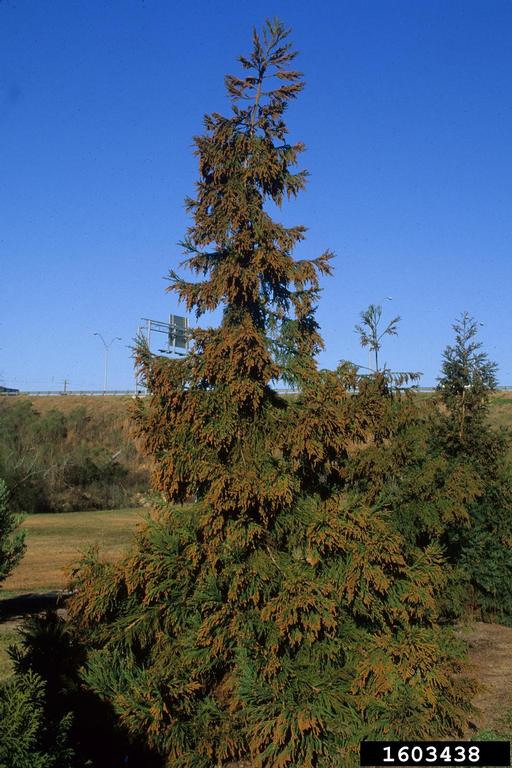 Japanese cedar (Cryptomeria japonica (L. f.) D. Don)