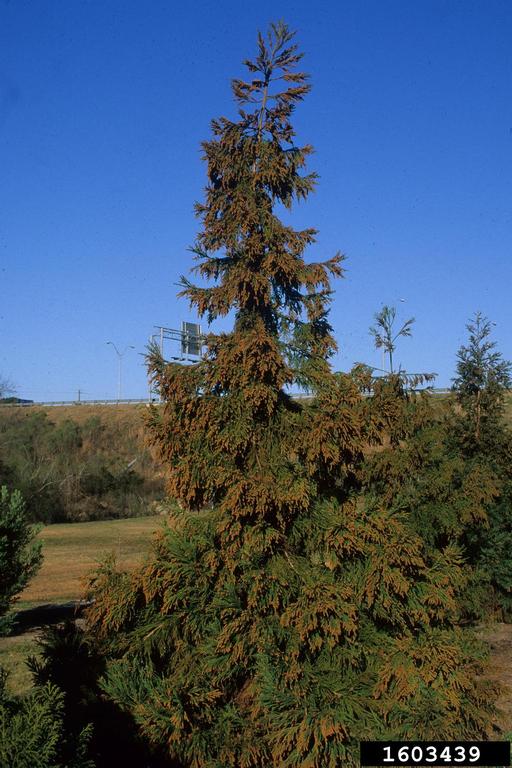 Japanese cedar (Cryptomeria japonica (L. f.) D. Don)