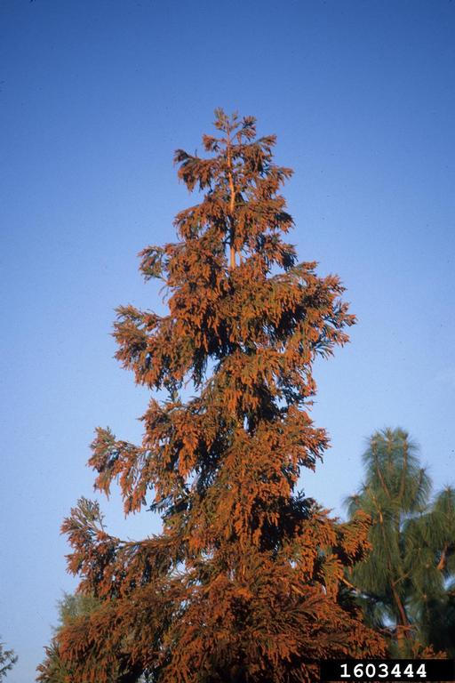 Japanese cedar (Cryptomeria japonica (L. f.) D. Don)