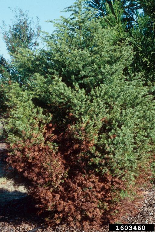 Japanese cedar (Cryptomeria japonica (L. f.) D. Don)