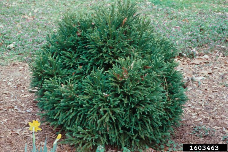 Japanese cedar (Cryptomeria japonica (L. f.) D. Don)