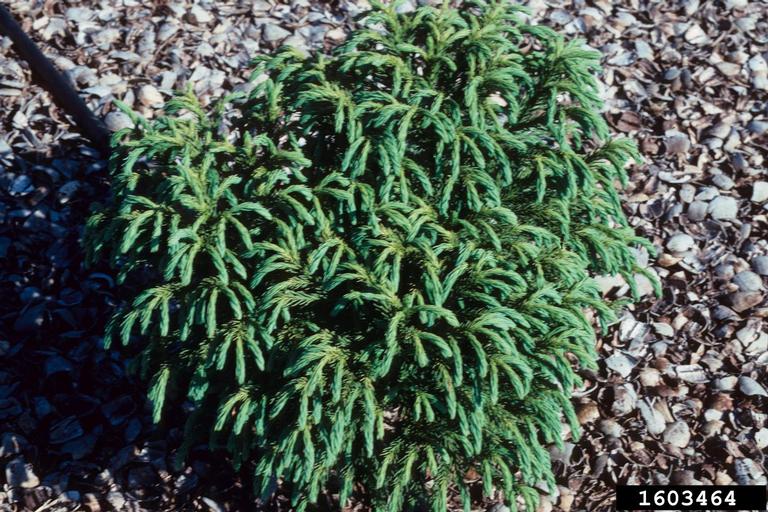 Japanese cedar (Cryptomeria japonica)