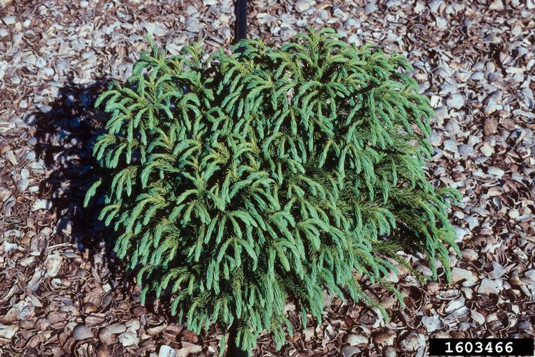 Japanese cedar (Cryptomeria japonica (L. f.) D. Don)