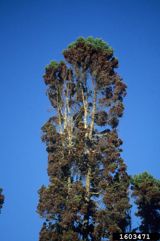 Japanese cedar (Cryptomeria japonica (L. f.) D. Don)