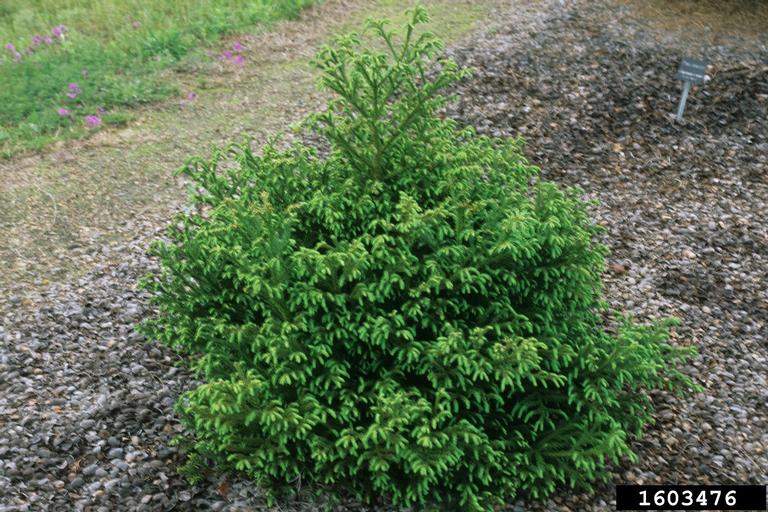 Japanese cedar (Cryptomeria japonica)