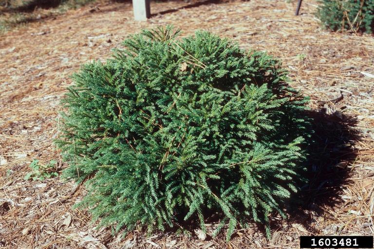 Japanese cedar (Cryptomeria japonica (L. f.) D. Don)