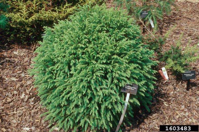 Japanese cedar (Cryptomeria japonica (L. f.) D. Don)