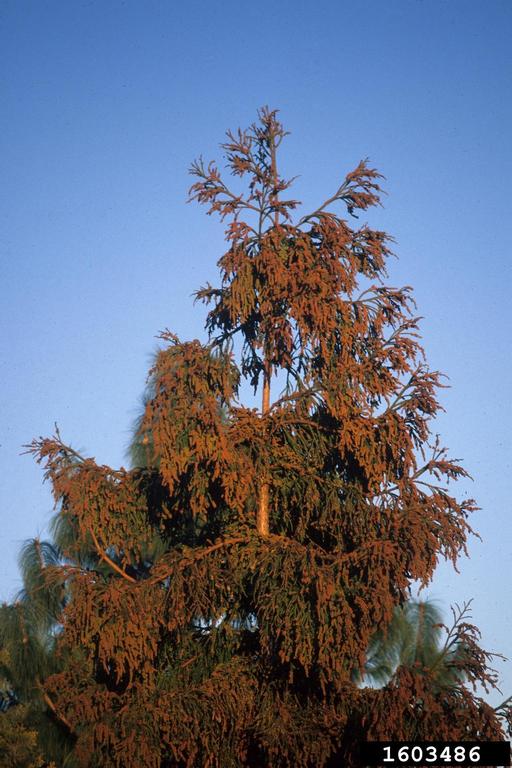 Japanese cedar (Cryptomeria japonica (L. f.) D. Don)