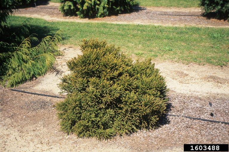 Japanese cedar (Cryptomeria japonica (L. f.) D. Don)