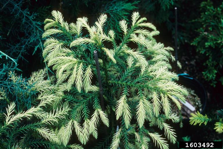 Japanese cedar (Cryptomeria japonica (L. f.) D. Don)