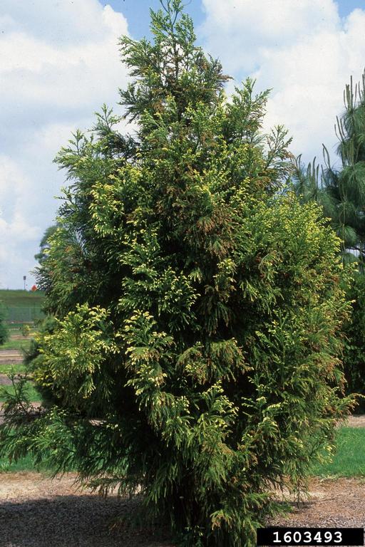 Japanese cedar (Cryptomeria japonica (L. f.) D. Don)