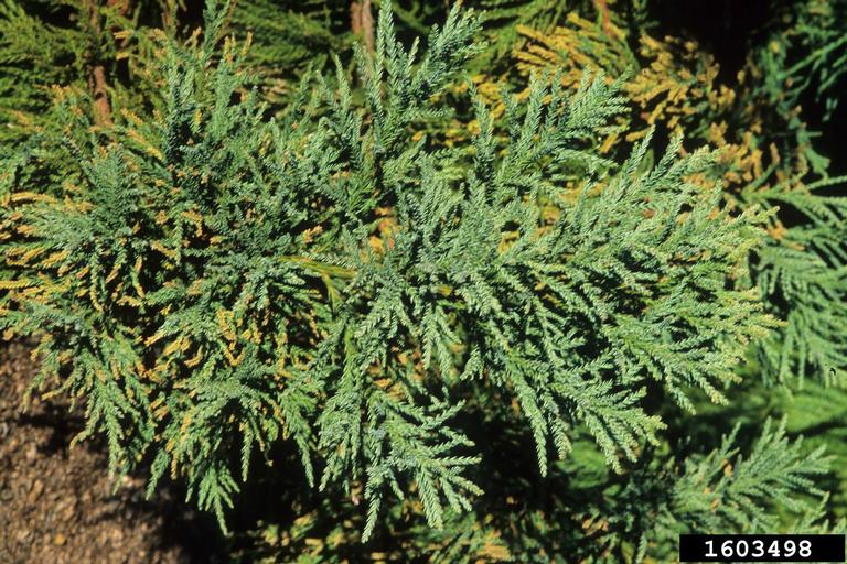 Japanese cedar (Cryptomeria japonica)