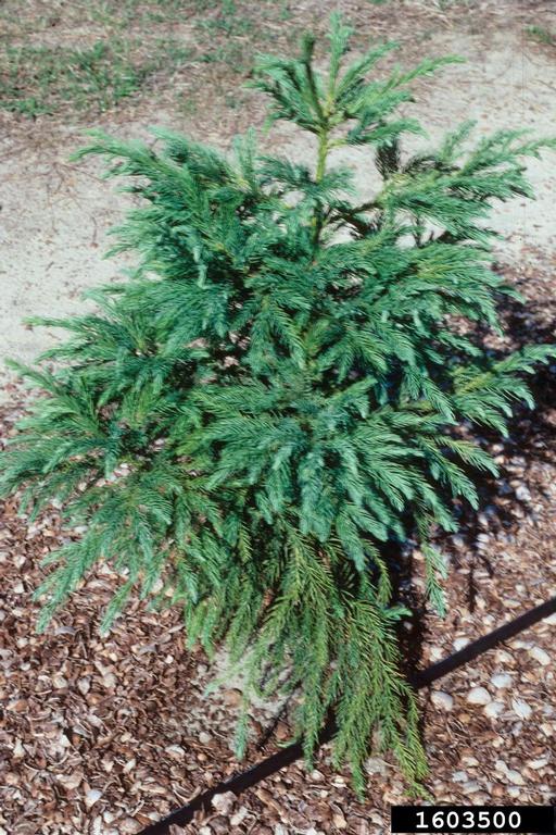 Japanese cedar, Cryptomeria japonica (Pinales: Cupressaceae) - 1603500