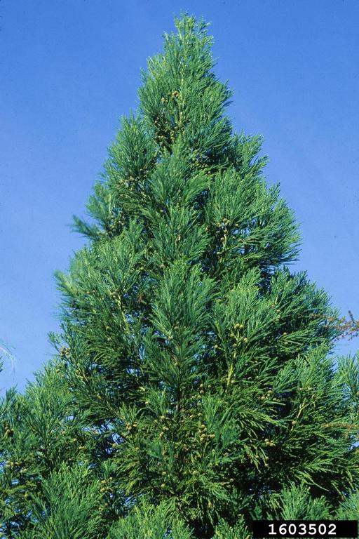 Japanese cedar, Cryptomeria japonica (Pinales: Cupressaceae) - 1603502