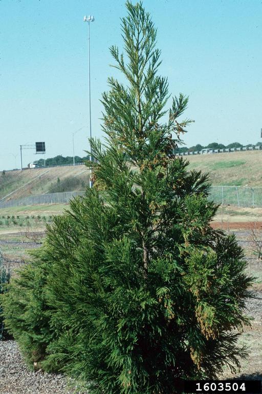 Japanese cedar (Cryptomeria japonica (L. f.) D. Don)