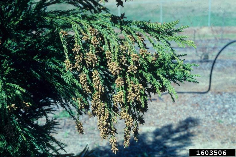Japanese cedar (Cryptomeria japonica (L. f.) D. Don)