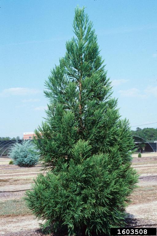 Japanese cedar (Cryptomeria japonica (L. f.) D. Don)