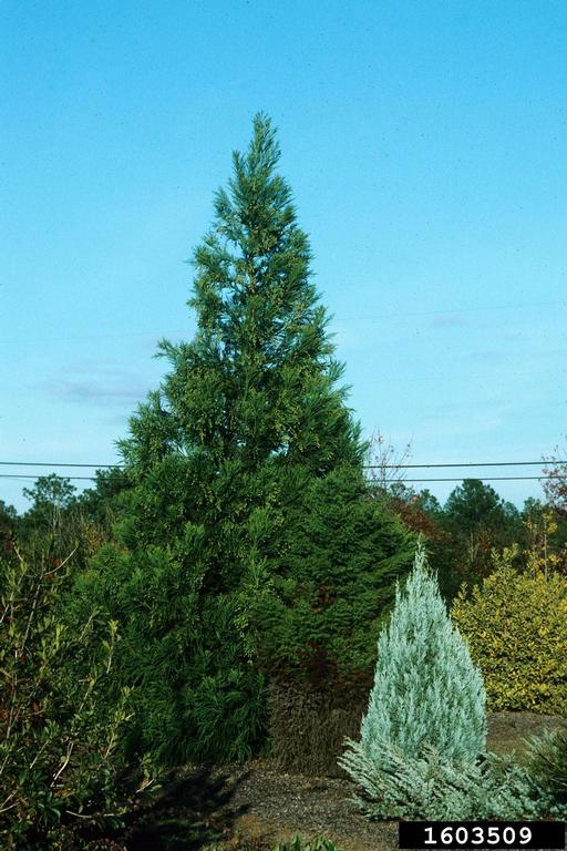 Japanese cedar (Cryptomeria japonica (L. f.) D. Don)