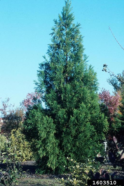 Japanese cedar (Cryptomeria japonica (L. f.) D. Don)