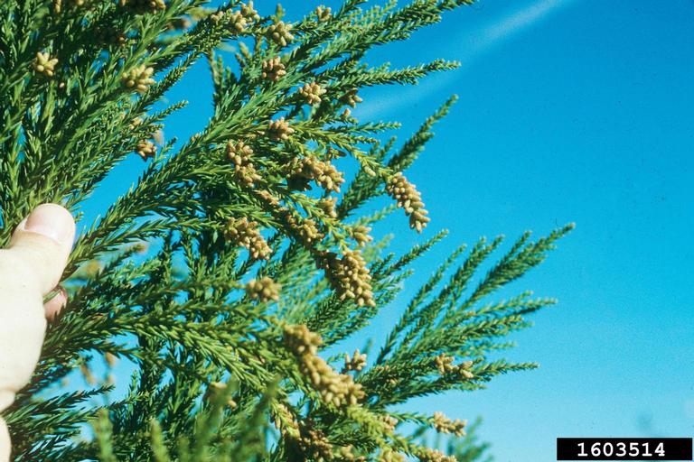 Japanese cedar (Cryptomeria japonica (L. f.) D. Don)