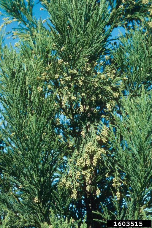 Japanese cedar (Cryptomeria japonica)