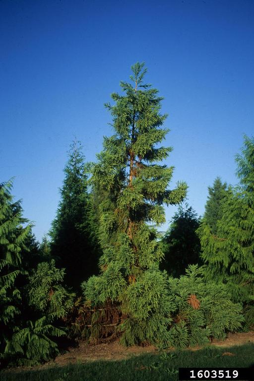 Japanese cedar (Cryptomeria japonica (L. f.) D. Don)