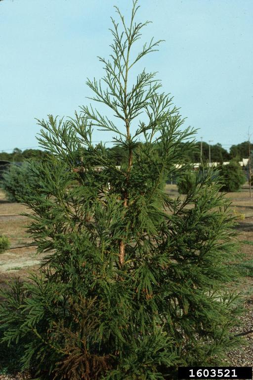 Japanese cedar (Cryptomeria japonica var. sinensis)