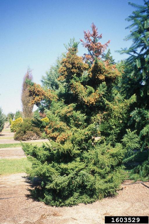 Japanese cedar (Cryptomeria japonica (L. f.) D. Don)