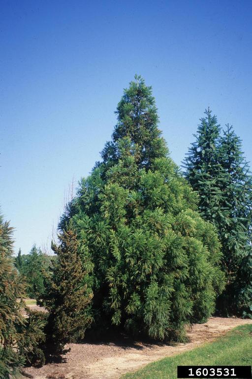 Japanese cedar, Cryptomeria japonica (Pinales: Cupressaceae) - 1603531