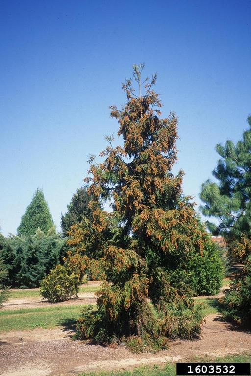 Japanese cedar (Cryptomeria japonica)