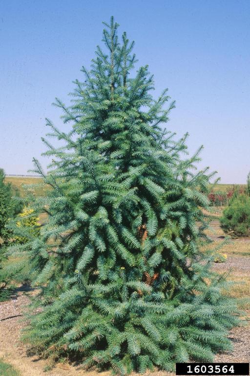 Chinese fir (Cunninghamia lanceolata (Lamb.) Hook.)