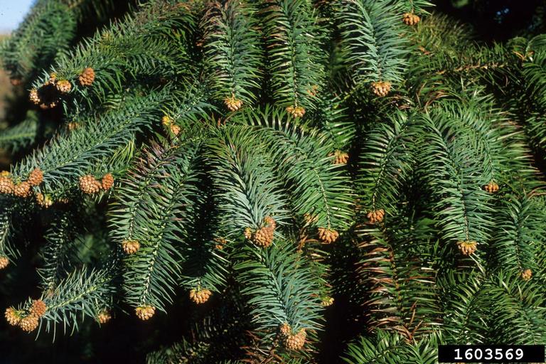 Chinese fir (Cunninghamia lanceolata)